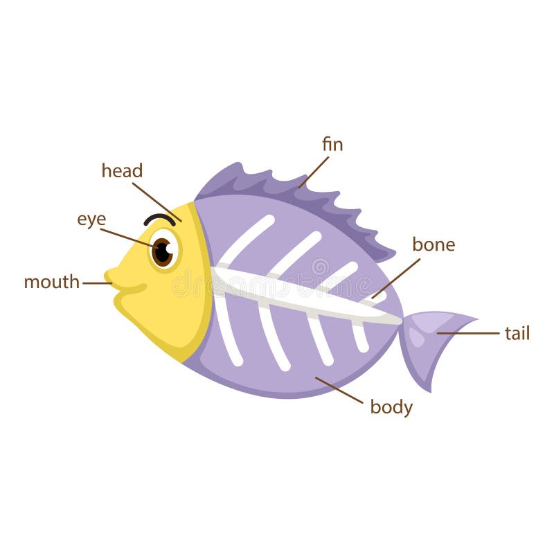 X-ray Fish Vocabulary Part of Body Vector Stock Vector - Illustration ...
