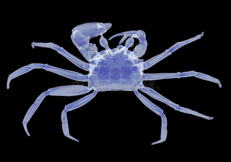 X-ray ghost crab stock illustration. Illustration of crustacean - 185666304