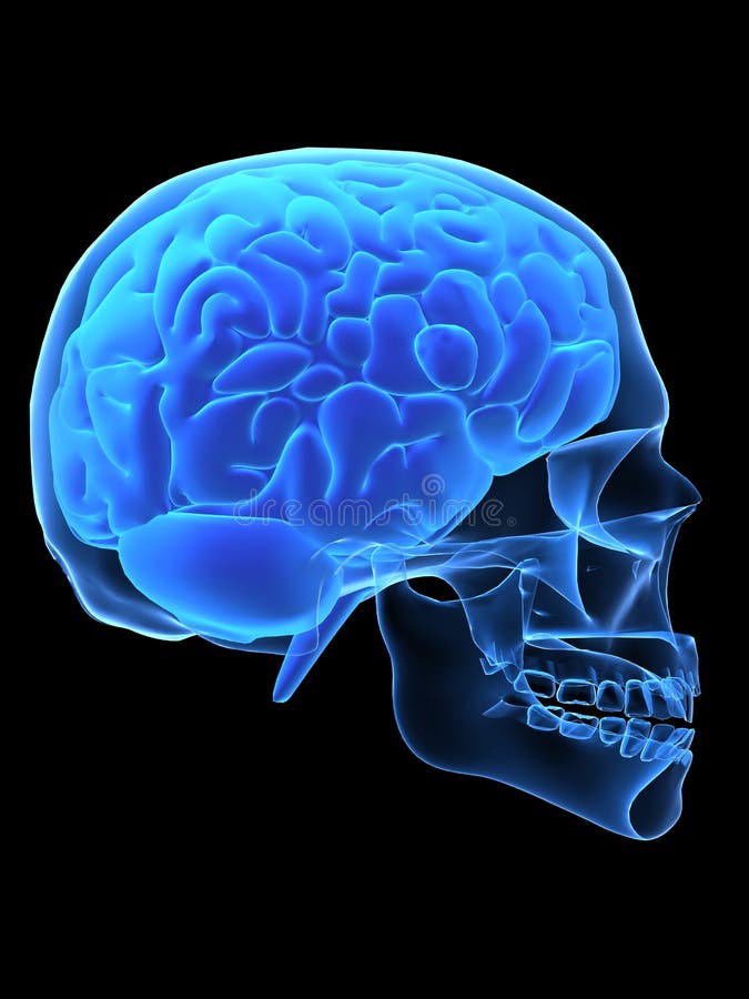 X-ray head with brain stock illustration. Image of science - 2934257