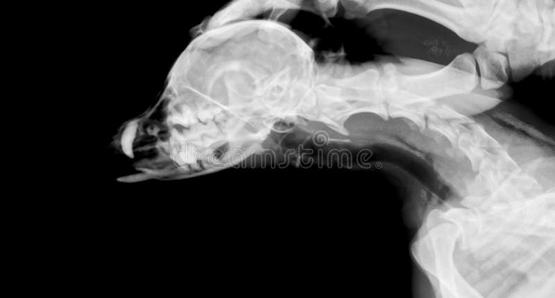 X-ray of the head of a dog stock image. Image of veterinary - 94376213