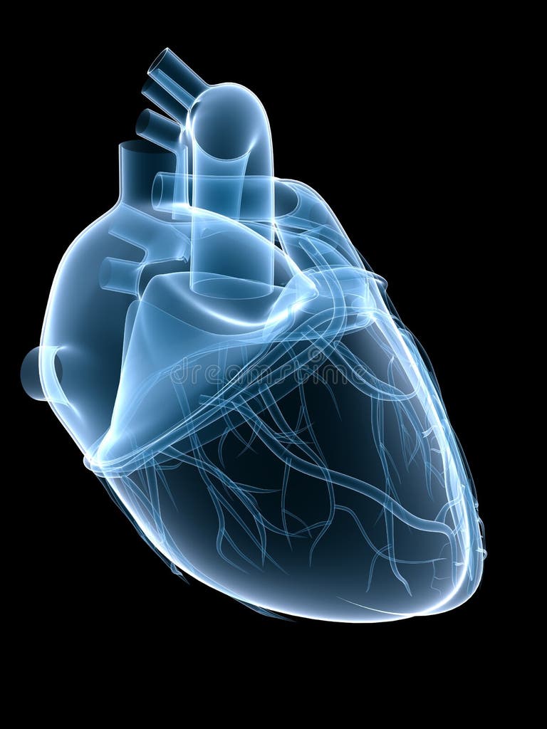 Human Heart Ray Stock Illustrations – 3,599 Human Heart Ray Stock ...