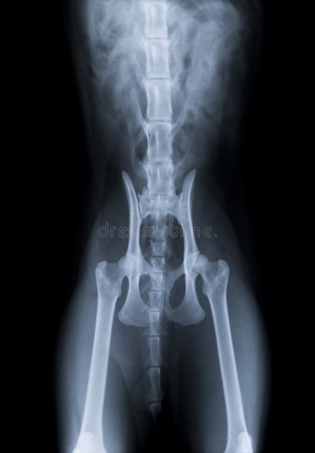 X Ray Hip Dog Stock Photos - Free & Royalty-Free Stock Photos from ...