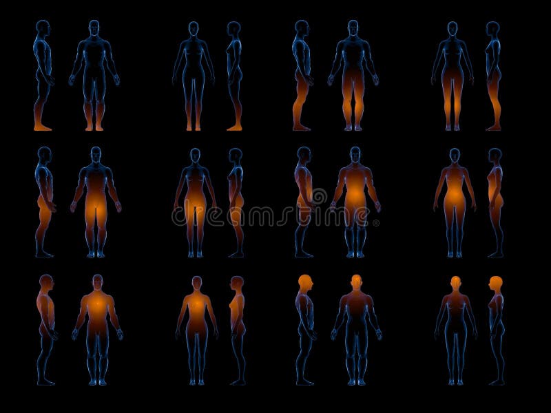 X Ray Human Male Female Body. Anatomy Concept. Isolate, 3d Render Stock ...
