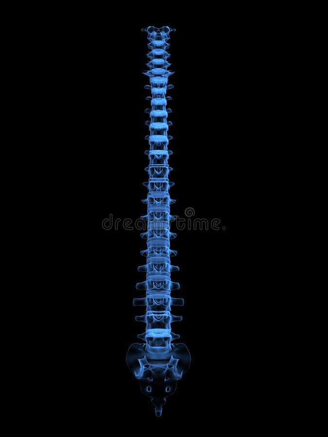 Human Spine. Rainbow Gradient Colored Backbone Stock Vector ...