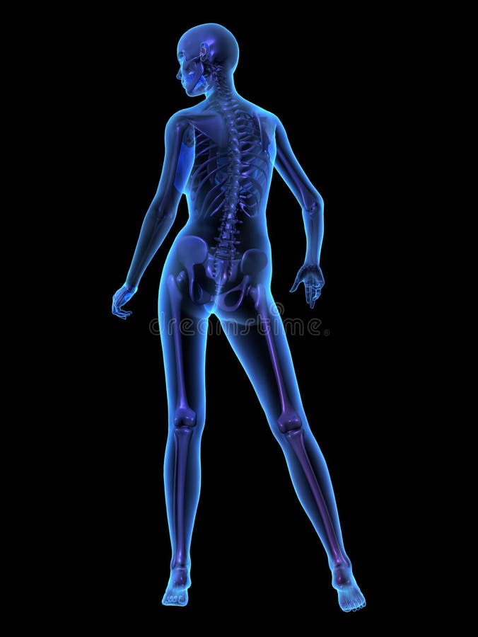 X-ray Illustration of Female Human Body and Skelet Stock Illustration ...