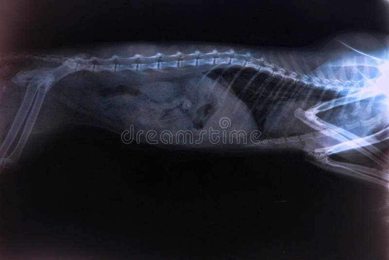 Cat X Ray. Abdomen and Thorax Radiograph of a Cat Stock Photo - Image ...