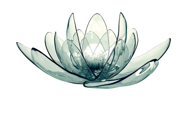 X-ray Image of a Flower Isolated on White, the Lotus 3d Illustration ...