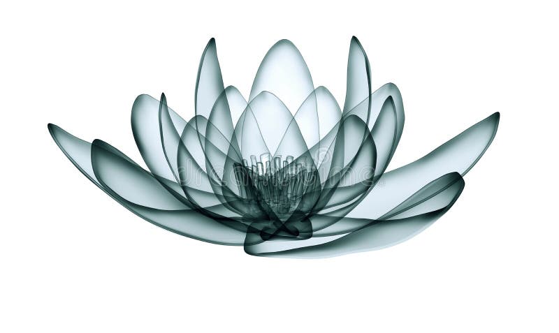 X-ray Image of a Flower Isolated on White, the Lotus 3d Illustration ...