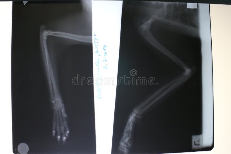 X-ray Image of Forelimb by Cat Stock Photo - Image of kitty, anatomy ...