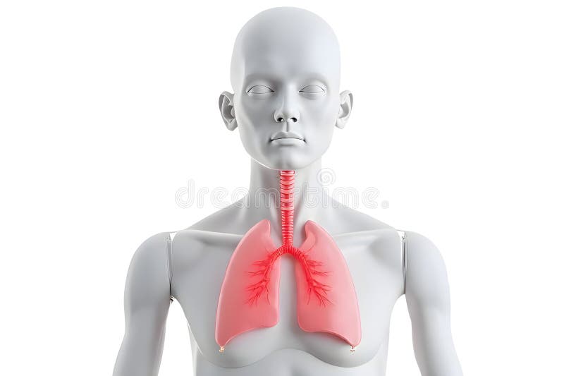 An X-ray Image of the Human Respiratory System Created by AI,with ...