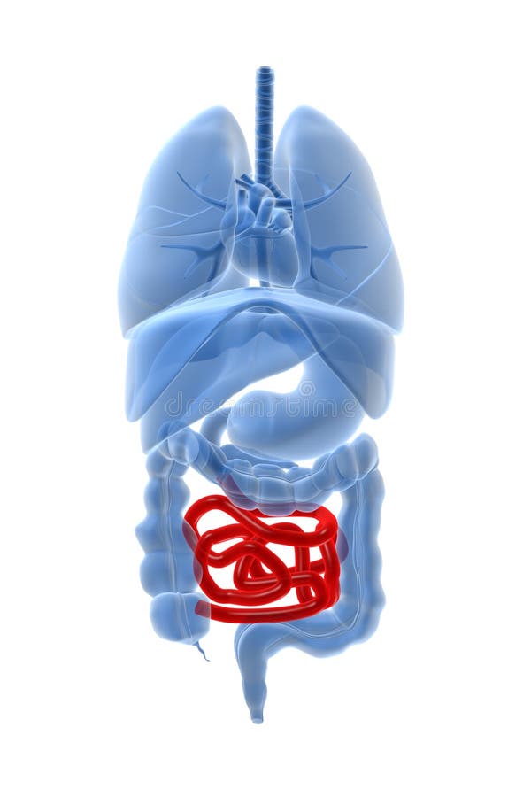 X-ray Image of Internal Organs with Small Intestine Highlighted in Red ...