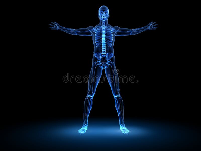 X-ray male model stock illustration. Illustration of transparent - 14409193