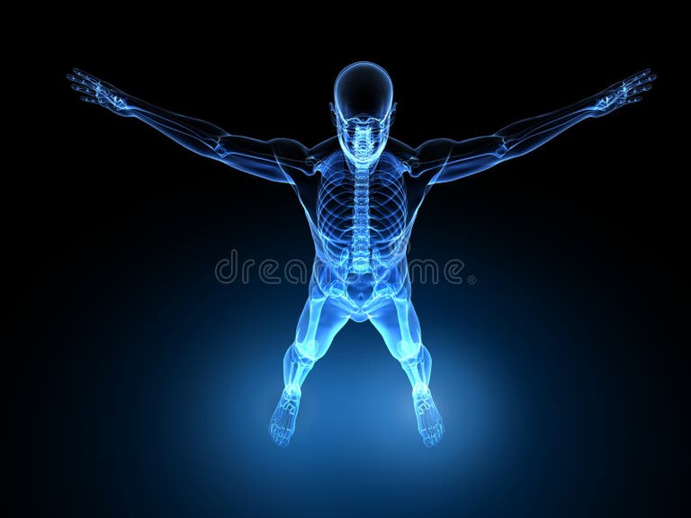 Blue Skeletal Model Stock Illustrations – 1,057 Blue Skeletal Model ...