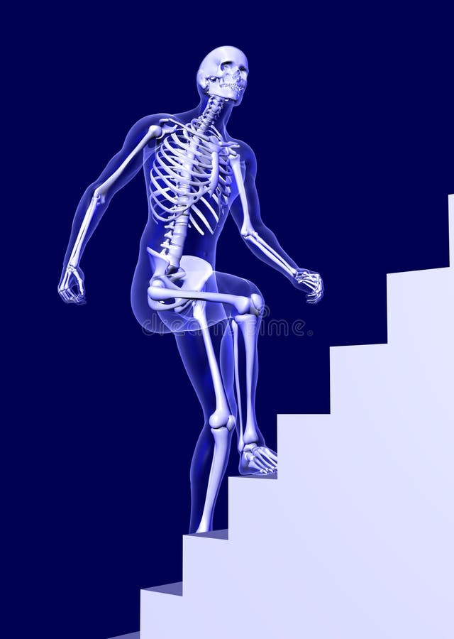 Skeleton with Muscles - Climbing Stairs Stock Illustration ...