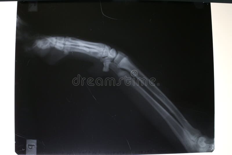X-ray Picture of Carpal Bones by Dog Stock Image - Image of digit ...
