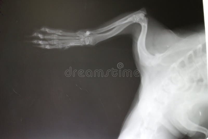 X-ray Picture Of Carpal Bones By Pit Bull Terrier Stock Image - Image ...