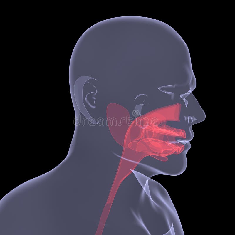 Female Face Muscles Anatomy Stock Illustration - Illustration of human ...