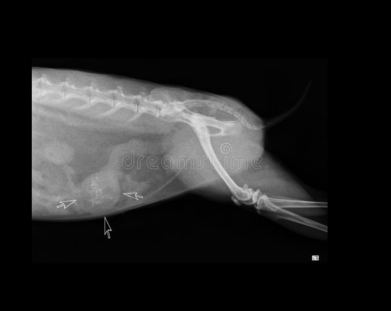 Rabbit Uterus Tumor Stock Photos - Free & Royalty-Free Stock Photos ...