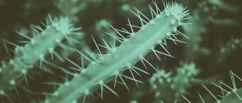 X-ray Revealing Sharp Cactus Spines Showcasing Desert Survival ...