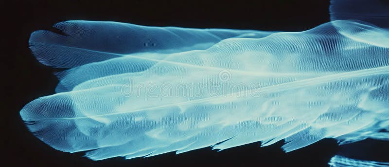 X-ray Reveals Intricate Structure of Bird Feather Showcasing Design and ...