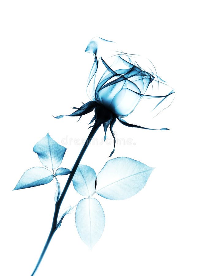 X Ray of a Rose Flower on a White Background Stock Illustration ...