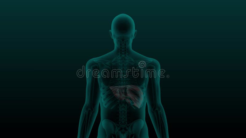 X-ray Scan of the Human Abdomen. Anatomically Accurate 3d Animation of ...