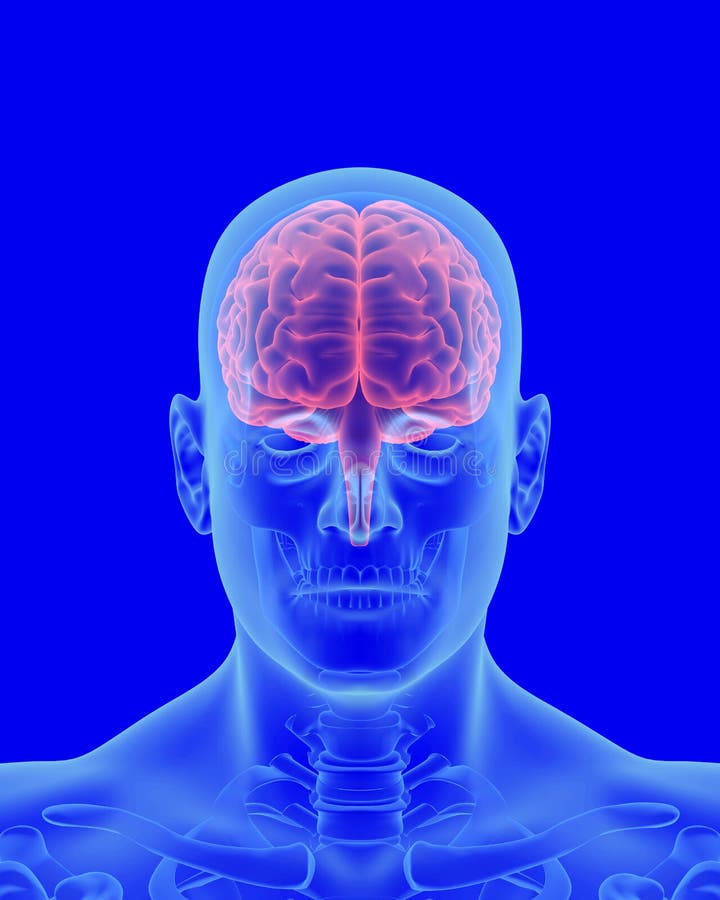 Brain Front View In Head