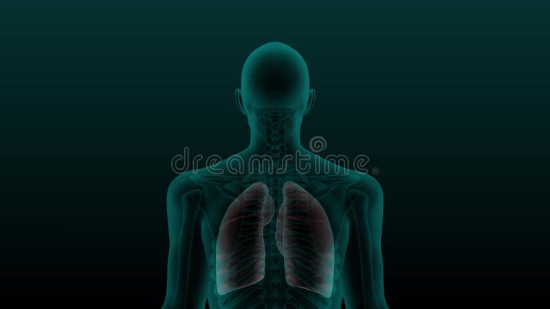 X-ray Scan of the Human Chest with Visible Organs of the Respiratory ...