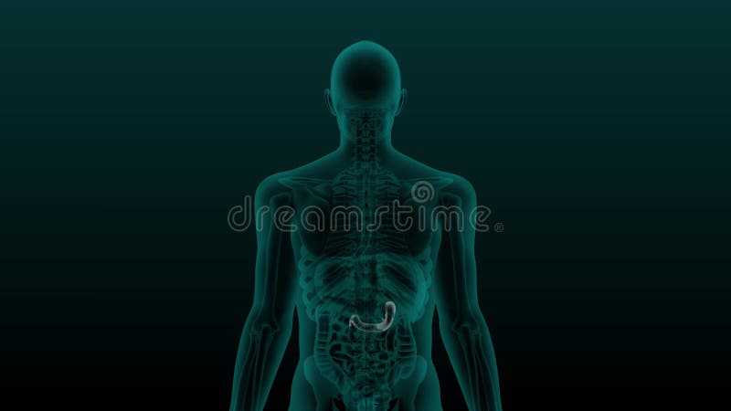X-ray Scan of the Human Digestive System. Anatomically Accurate 3d ...