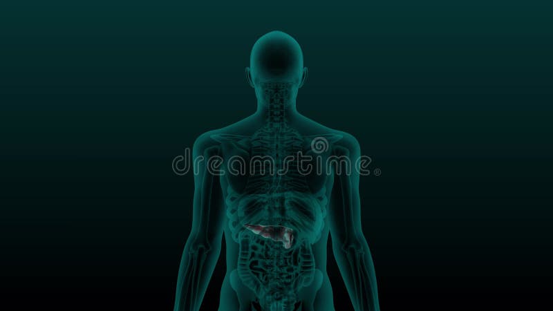 X-ray Scan of the Human Digestive System. Anatomically Accurate 3d ...