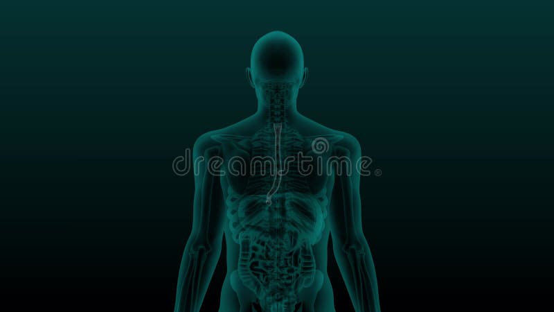X-ray Scan of the Human Digestive System. Anatomically Accurate 3d ...