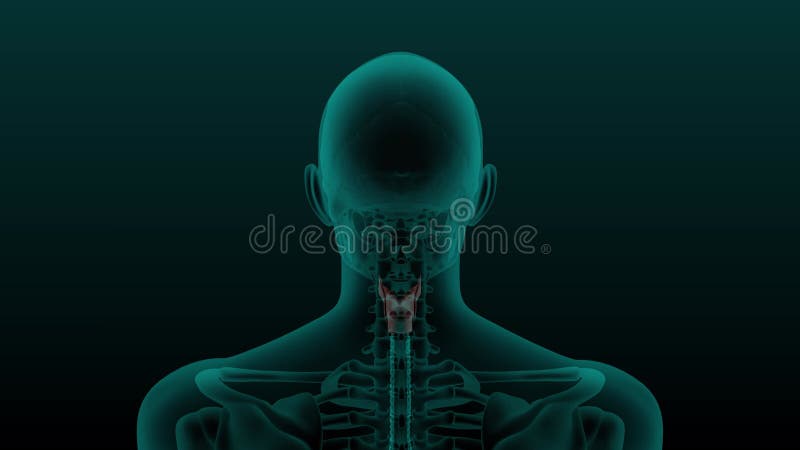 X-ray Scan of the Human Head and Neck with the Larynx Visible. 3d ...