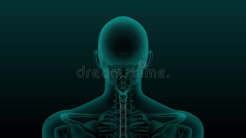 X-ray Scan of the Human Digestive System. Anatomically Accurate 3d ...