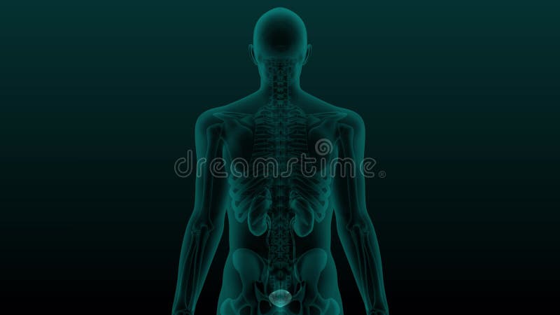 X-ray Scan of the Human Urinary System. 3d Animation of Urinary Bladder ...