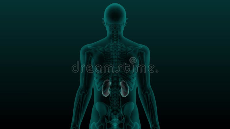 X-ray Scan of the Human Urinary System. 3d Animation of Kidneys Stock ...
