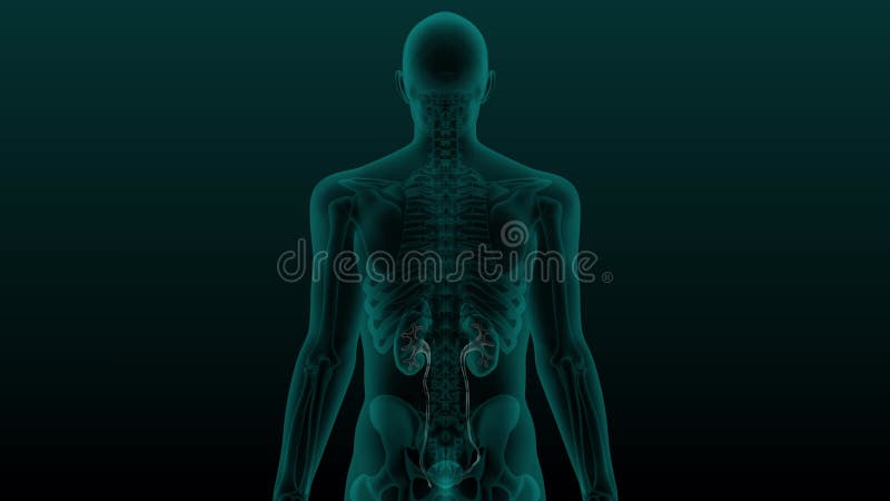 X-ray Scan of the Human Urinary System. 3d Animation of Ureters Stock ...