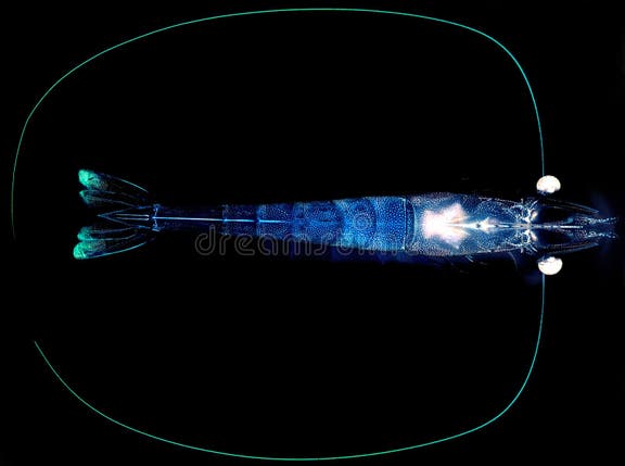 X ray shrimp stock image. Image of black, food, life, medicine - 4547679