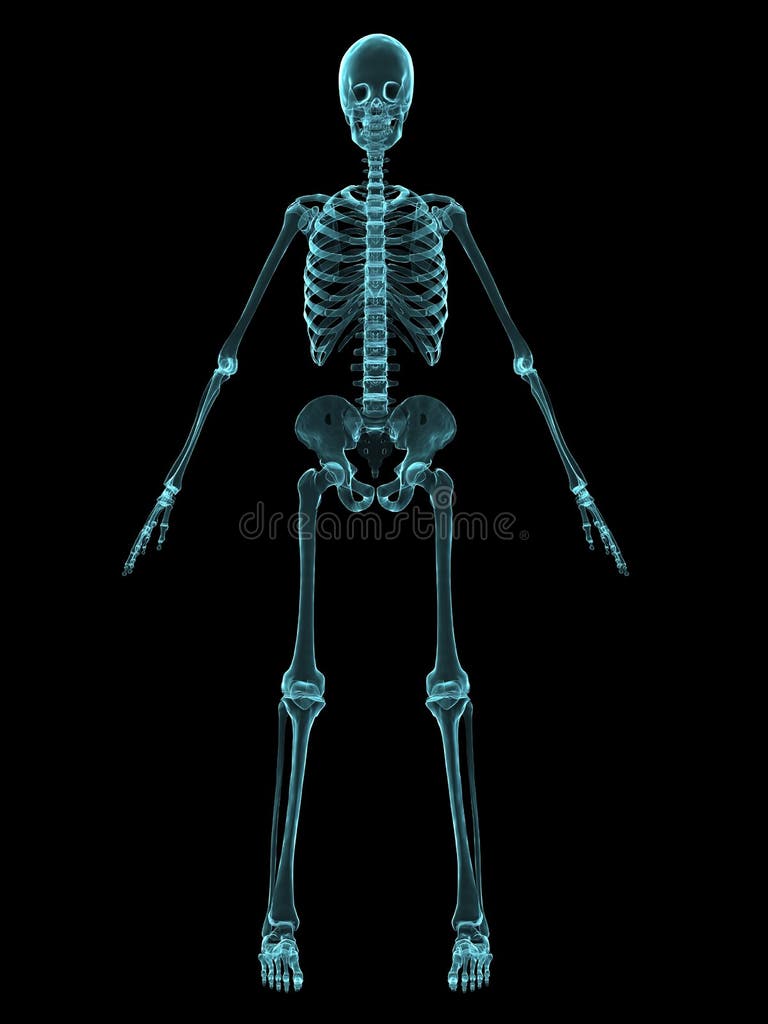 X Ray Skeleton Stock Illustrations – 8,607 X Ray Skeleton Stock ...