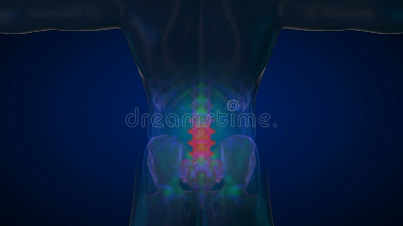 X-ray Skeleton Animation of Lower Back Spine Pain Stock Video - Video ...