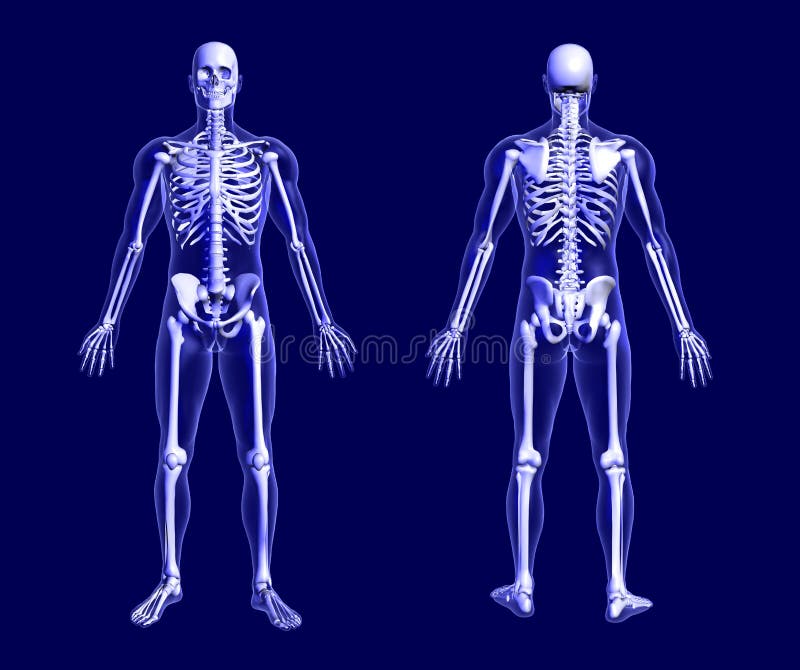 Skeleton Front & Back - Pencil Drawing Stock Illustration ...