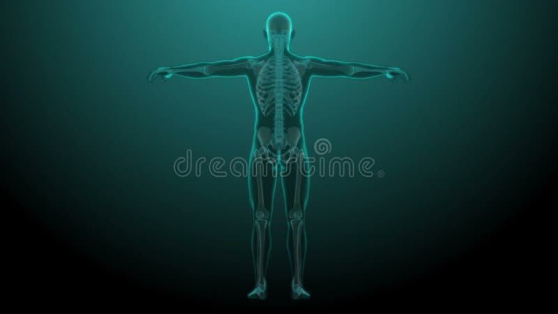 X Ray Skeleton Looping Animation Stock Video - Video of hospital ...