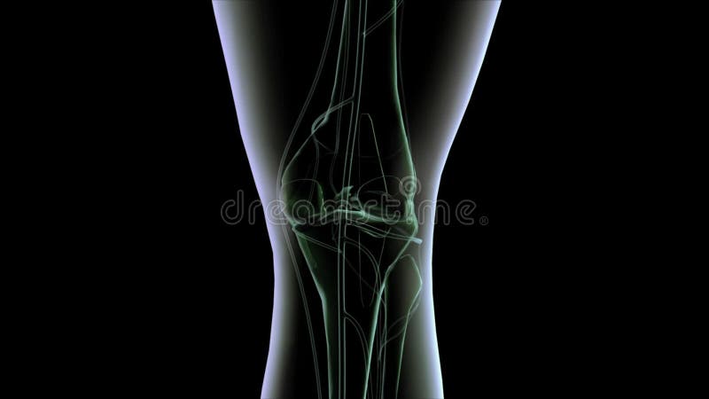 X-ray Style Animation of Knee Joint Stock Video - Video of patella ...