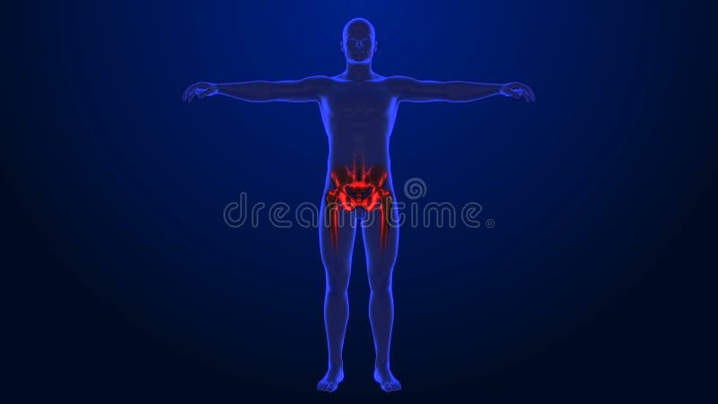 3D Medical Animation of Male Body and Penile Erection / Penile ...