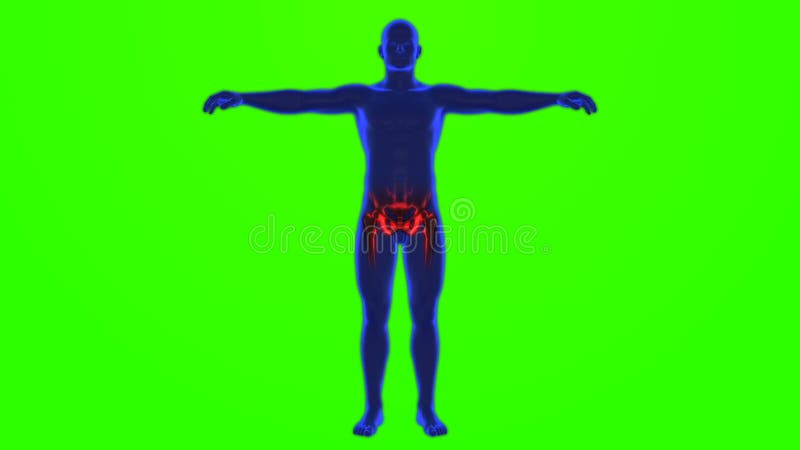 3D Medical Animation of Male Body and Penile Erection / Penile ...