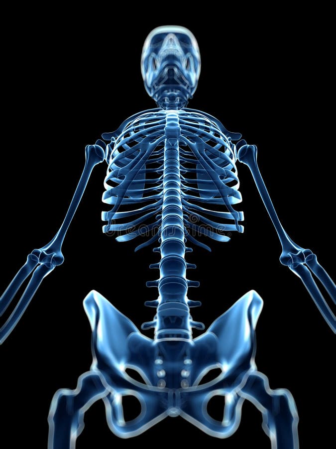 X-ray style skeleton stock illustration. Illustration of biology - 30727423