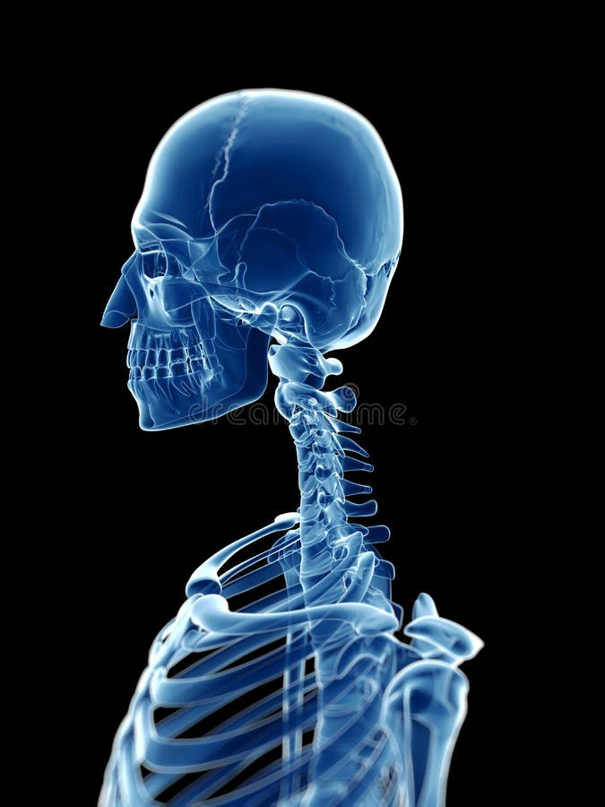 X-ray style skeleton stock illustration. Illustration of science - 30727426
