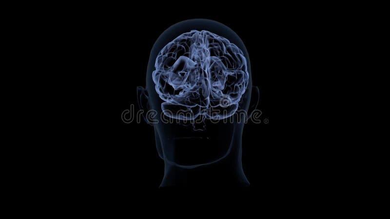X-ray Style Visualization of the Head and Brain Stock Footage - Video ...