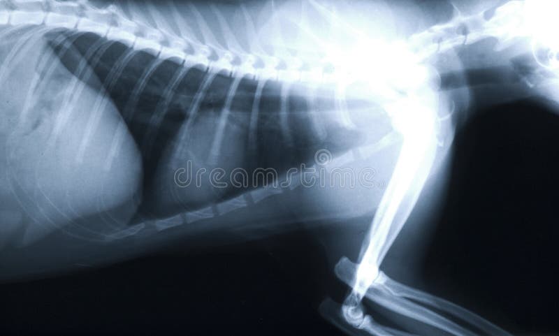 X-ray Thorax cat stock photo. Image of bladder, kidneys - 13437656