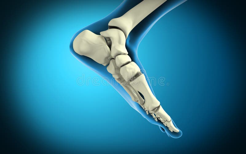X-ray View of Bones in Human Foot. Stock Illustration - Illustration of ...