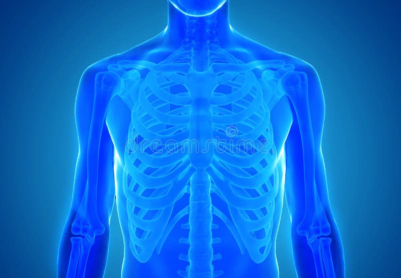 Human Skeleton stock illustration. Illustration of bones - 29069086